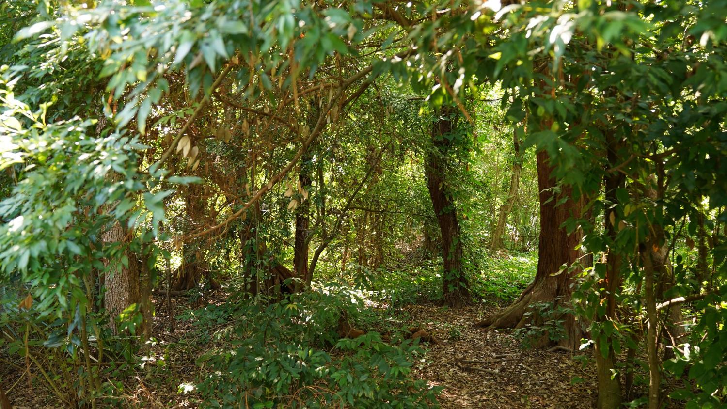 Cypress Bend Park - City of Clearwater